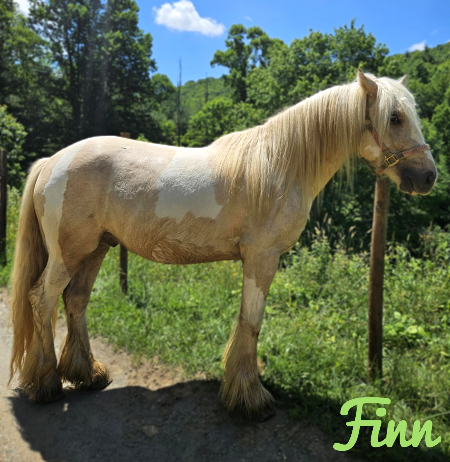 Finn – Find Your Dream Horse Consignments, LLC