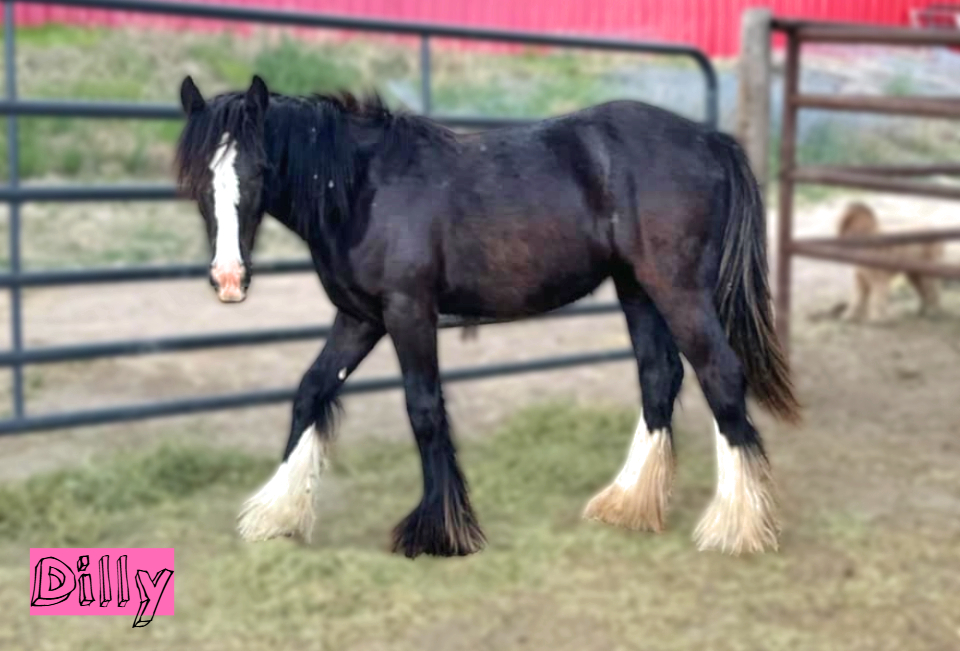 Dilly – Find Your Dream Horse Consignments, LLC