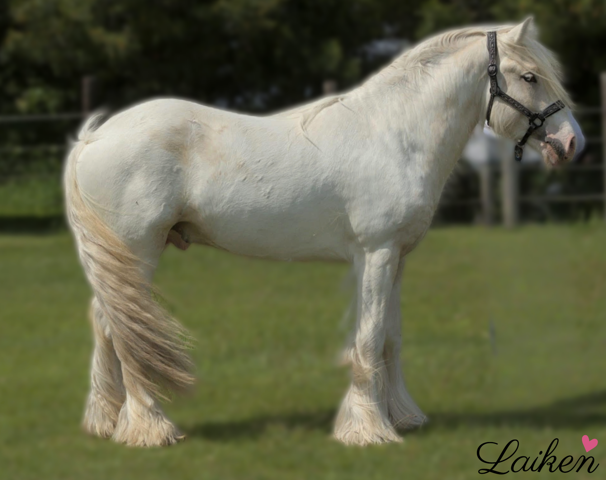 Laiken – Find Your Dream Horse Consignments, LLC